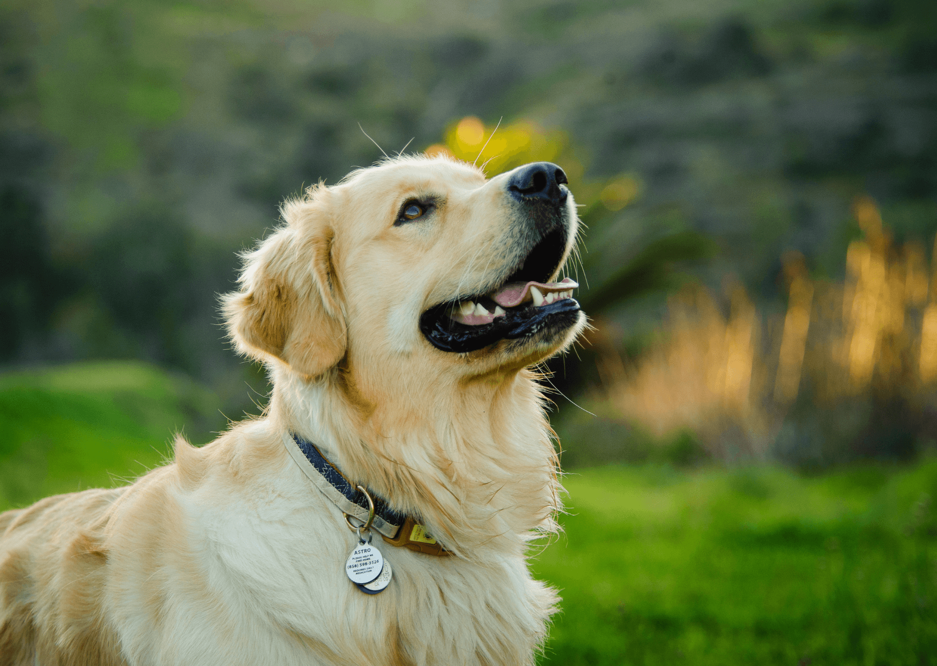 Message Success | Woodhaven Animal Health