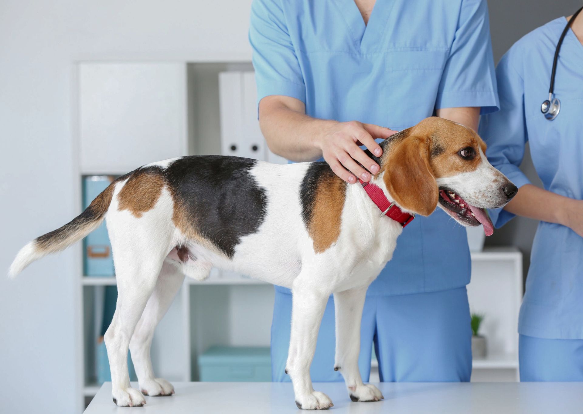 Pet Acupuncture In Plover, WI 54467 | Woodhaven Animal Health